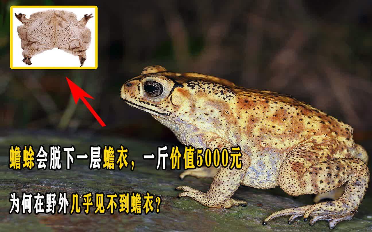 蟾蜍会脱下一层蟾衣,一斤价值5000元,为何在野外几乎见不到蟾衣?