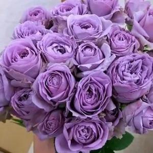 海艳讲诗词（ppt晚间版） 