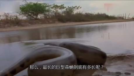 罕见一幕!10米巨型森蚺生吞河马,捕食,5米鳄鱼,竟不费吹灰之力
