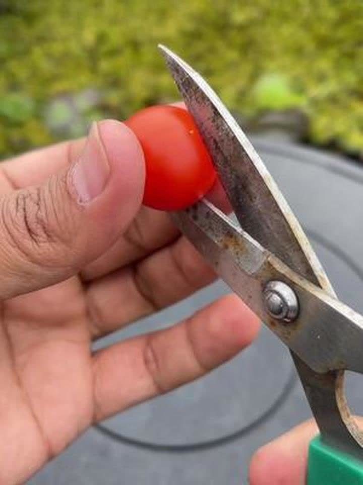 播种小番茄#小番茄 #三农种植