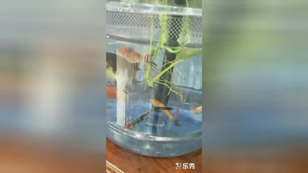 家里养鱼不想买鱼缸怎么办?看牛人怎么做的,高明!