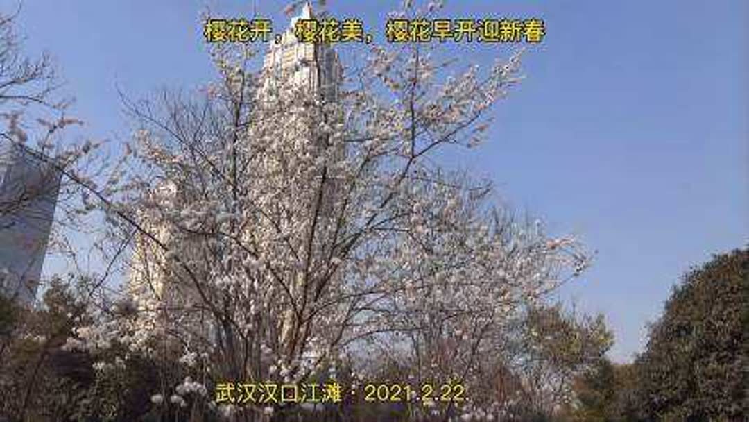 樱花开、樱花美、武汉middot;汉口江滩早开的樱花迎新春