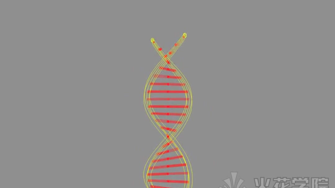 【火花学院】DNA 双螺旋结构