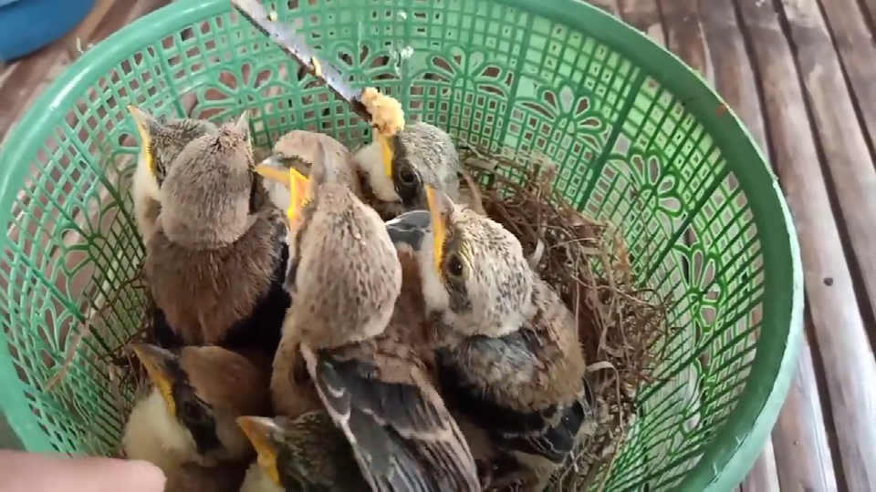 村里砍树掉下的小鸟,怎样做才能让它们回归自然呢?#鸟类#鸟类救助