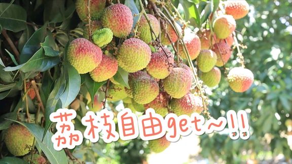 如何一分钱不花摘200斤荔枝打包带回家?
