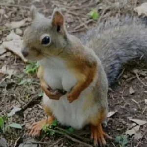 我能说什么起个 