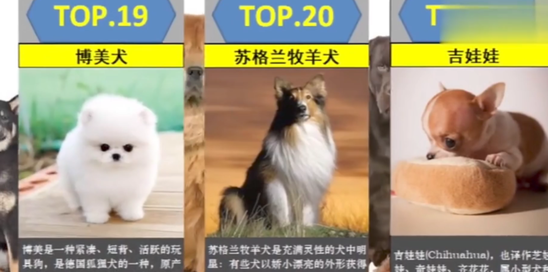 宠物犬排名15