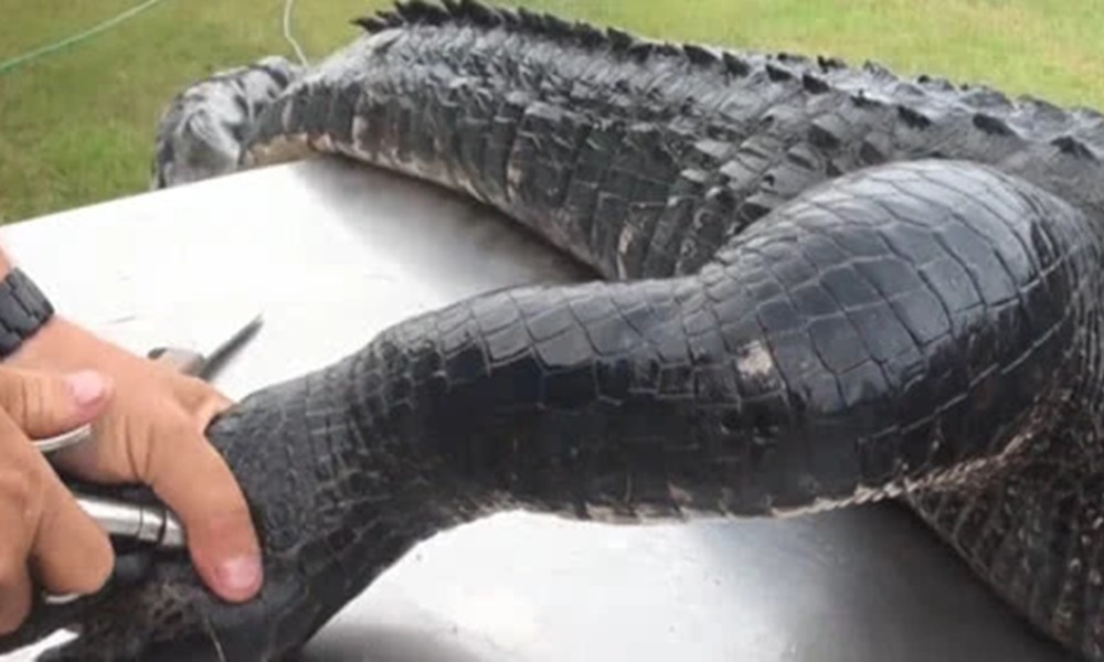 光鲜亮丽的背后有多残忍,看完取鳄鱼皮的过程。