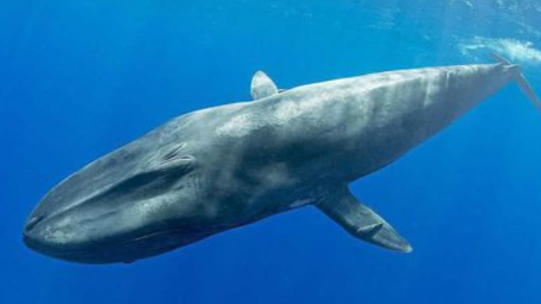 世界上最大的鲸鱼,体长33米重180吨,比恐龙都大!