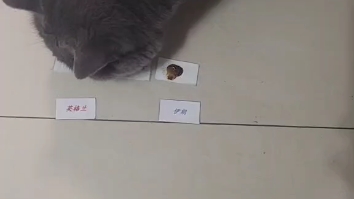 2022世界杯第二场 英格兰VS伊朗 我家猫预测主胜英格兰胜