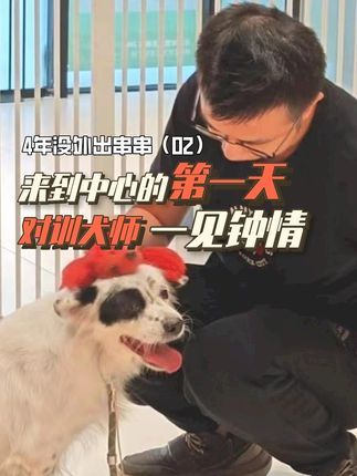 【训练案例】4年没有出过门的中华田园犬,社会化不足,敏感攻击,严重...