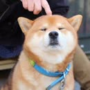 抖抖抖抖妹 