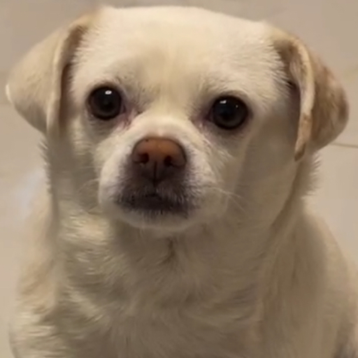 一点点点点童真 