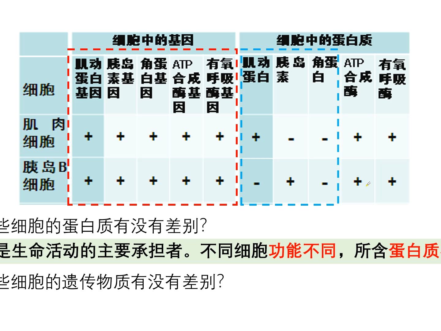 【深度拓展】高中生物必修一 | 细胞的生命历程——细胞分化