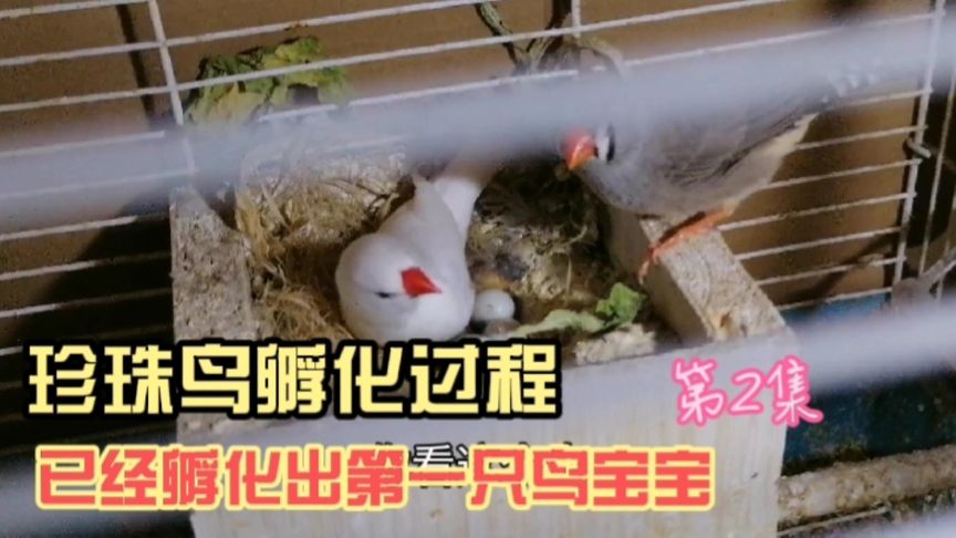 珍珠鸟孵化过程,孵化出第一只鸟宝宝,看小脖子谷子满满的!