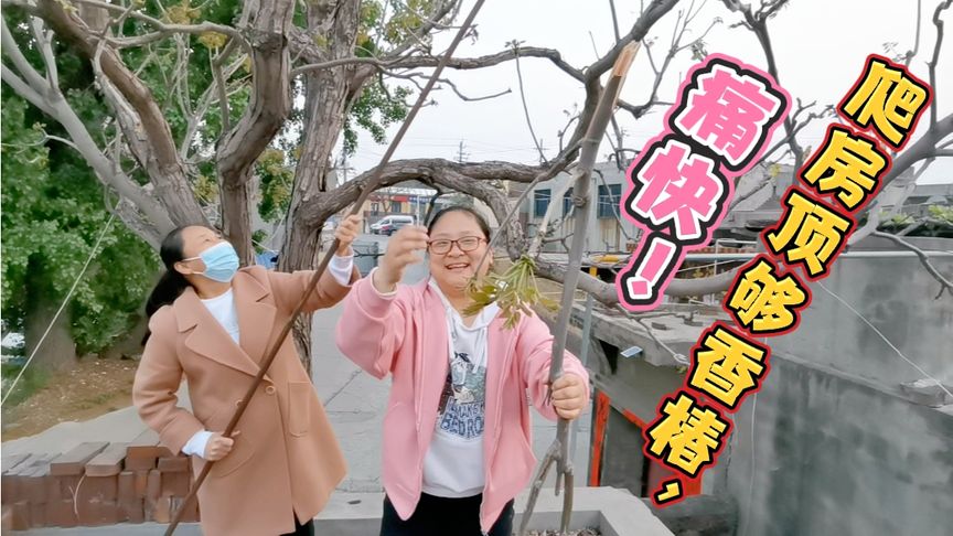 想吃香椿树太高,爬梯子上房顶够了个痛快,扒断树枝是必须的