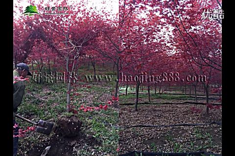 沭阳好景园林苗圃基地部分绿化苗木宣传视频