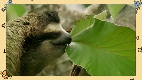 世界上最“懒”的动物:吃一顿饭要消化两周,爬行比乌龟还慢