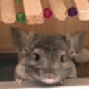 今生只嫁皮卡丘呀 