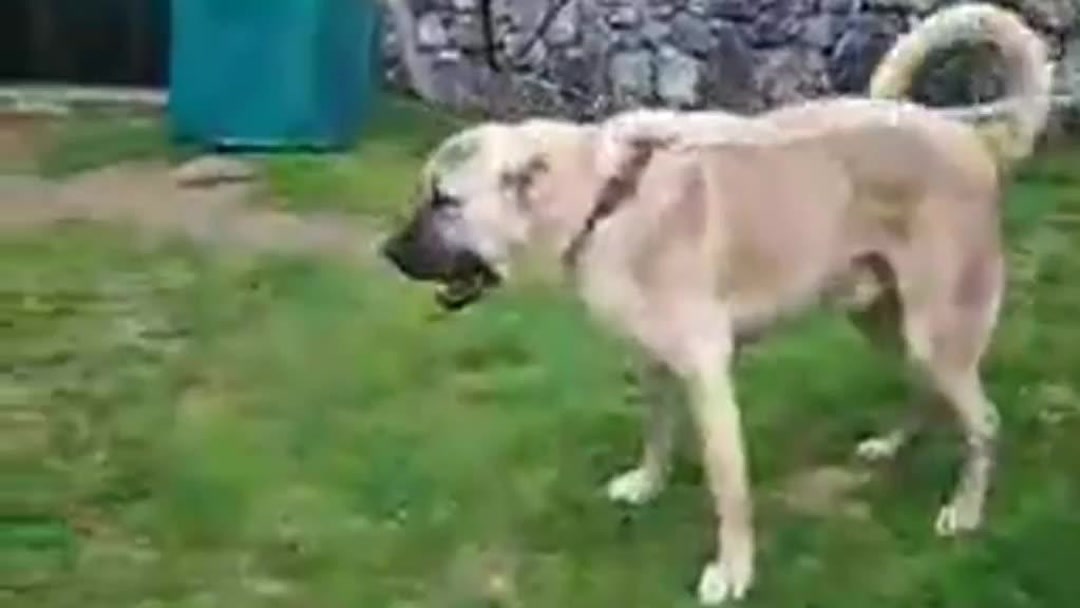 几分钟干死藏獒的家伙!纯种藏獒打架视频 名獒视频;