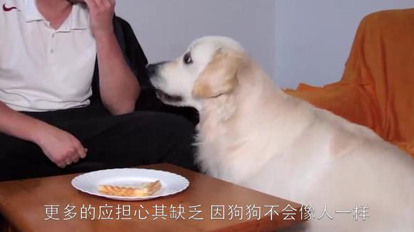 狗狗得了维生素B的缺乏症,快来看看你家的狗狗有这个特征吗