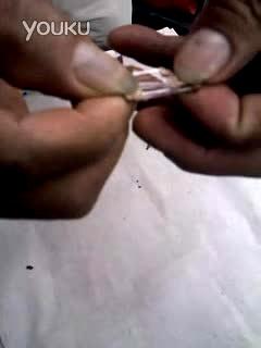 特效接骨草药:续断