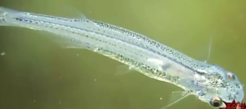 世界上最可怕的鱼,比鲨鱼更让人害怕,比食人鱼可怕100倍