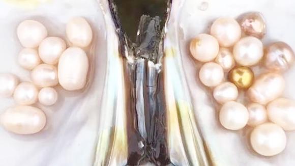 发大财了!捡到很多蚌壳,里面好多珍珠