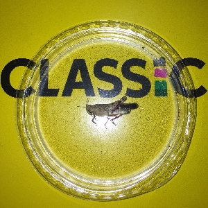 猛掰变形金刚 