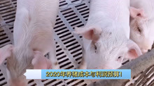 2020年,养猪技术成本与预算!