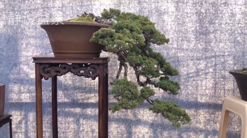 6种养护盆景过程中常见的病害与防治窍门,养护管理更能得心应手