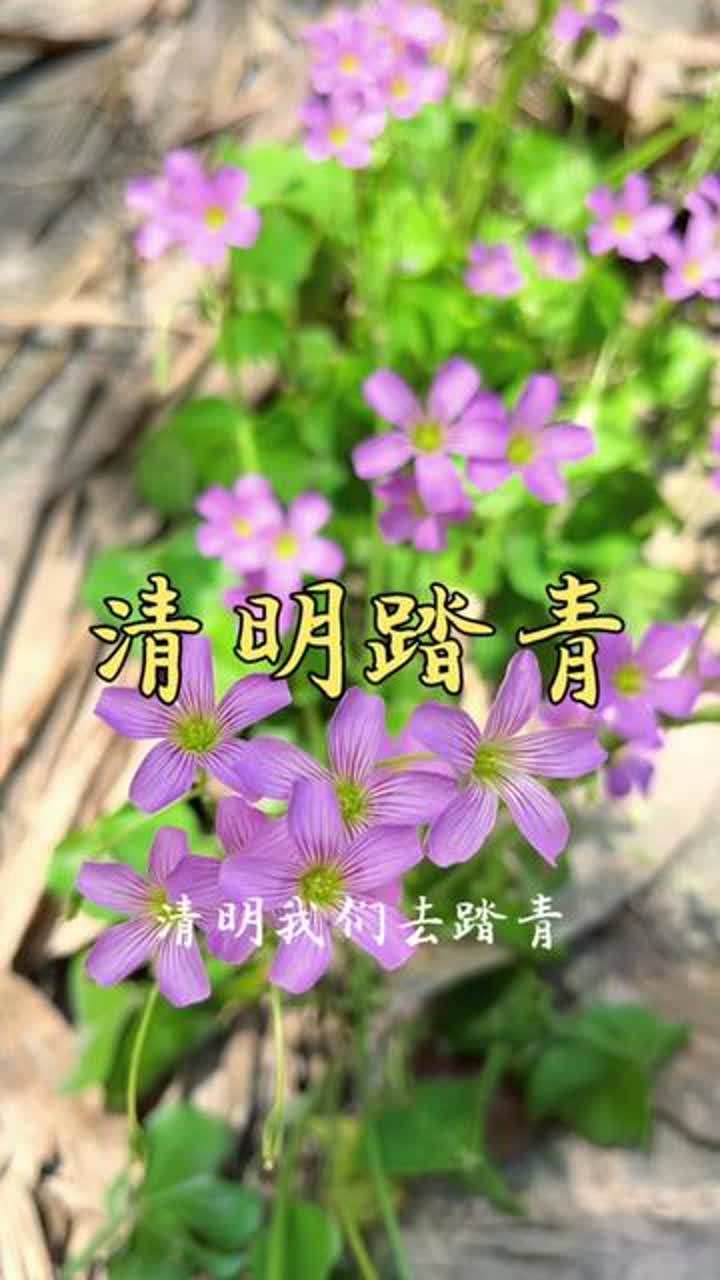 带城里的农村人去踏青乡村守护人我的乡村生活清明传统文化带娃