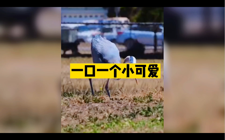 鹭捕食啮齿类动物快、准、狠!一口一个小可爱!