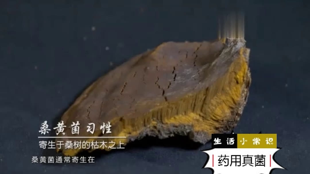 “菌种极品”桑黄菌