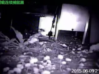 桂河连续捕鼠器二代产品捕鼠视频(已淘汰)