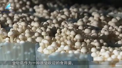 金针菇到底是否干净?生长环境又如何?看完种植过程你就明白了!