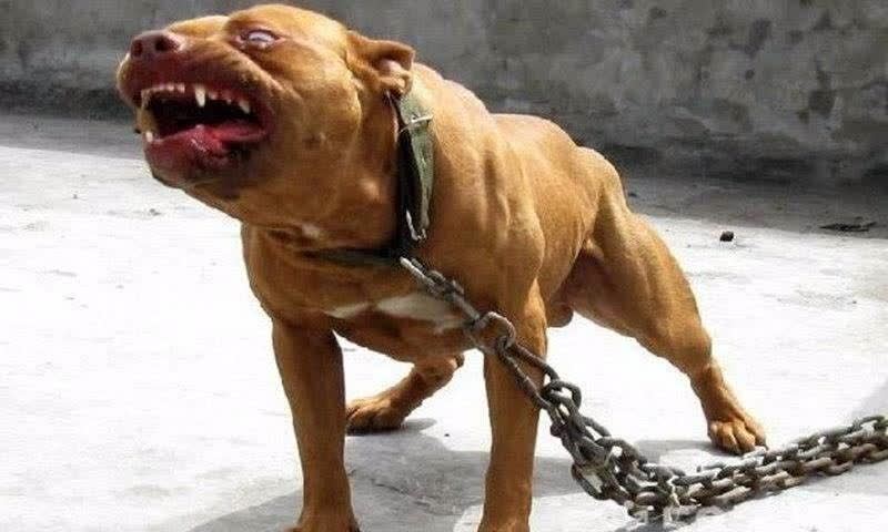 世界最凶恶的狗,天生好斗,为战斗而生,比藏獒还厉害?