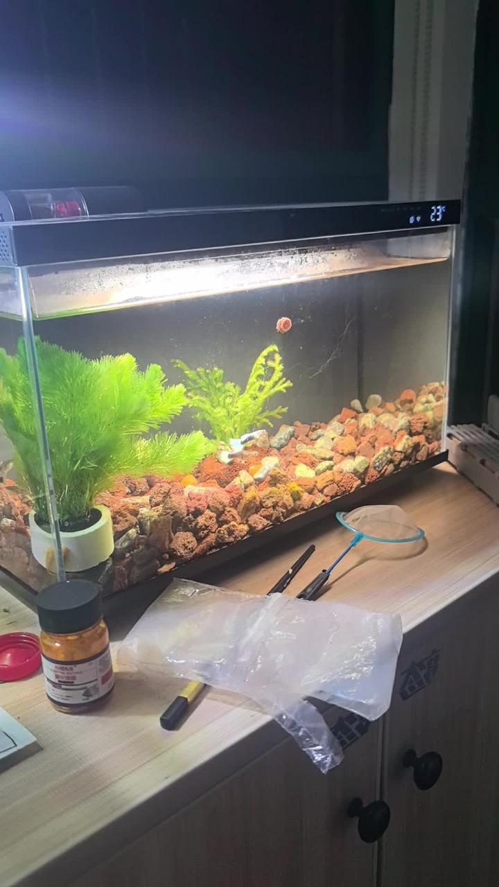 新手入坑养鱼实验 等哥们研究明白了,就来分享哪些是智商税哪些是真...