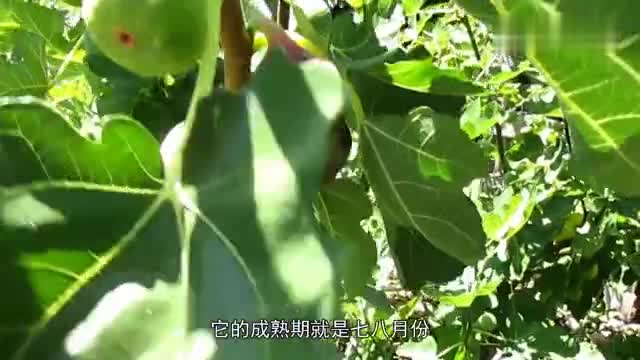 无花果有什么功效?三伏天吃对身体好吗?