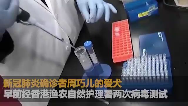 全球首例,人会传染给宠物?香港一宠物狗低程度感染新冠病毒