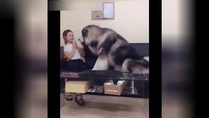 二百斤的阿拉斯加受委屈了,在女主人怀里撒娇,男主还吃醋了!