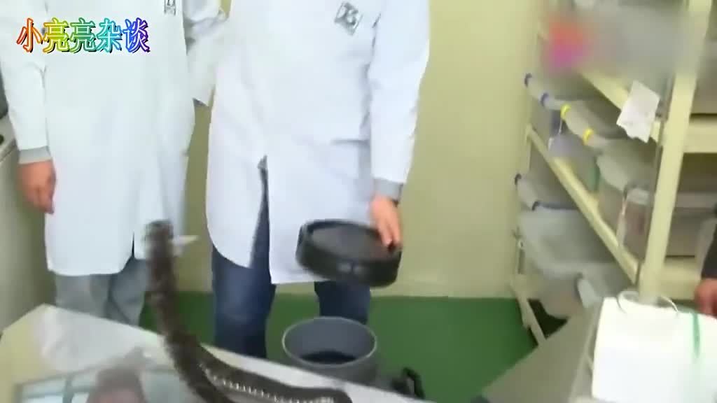 世界上最"毒"的地方,有着八万条毒蛇,却是为了拯救人的性命
