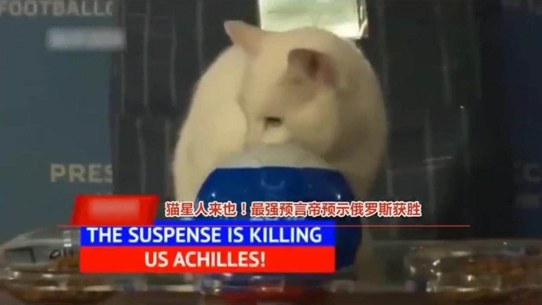 喵星人来也世界杯开幕战最强预言帝示俄罗斯获胜