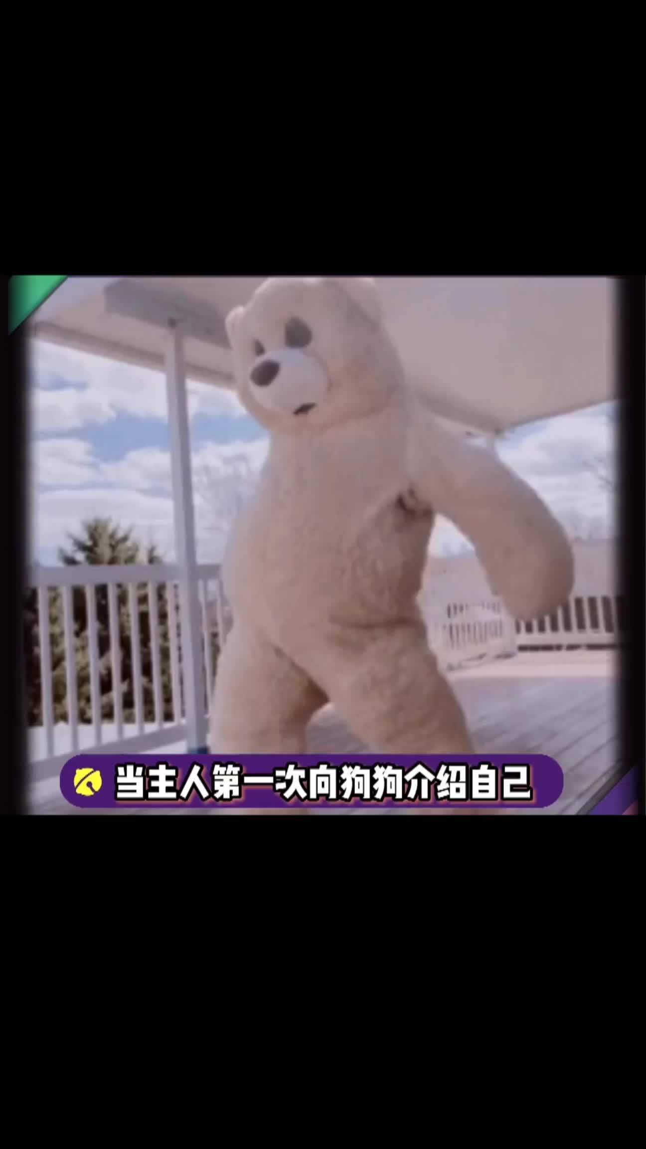 当主人第一次向狗狗介绍自己,两个狗狗面面相觑的样子真的笑不活