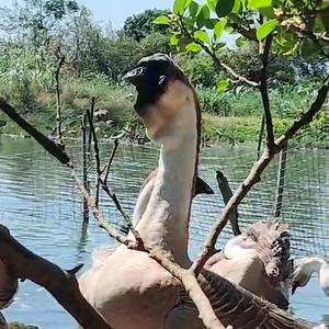 澄海狮头鹅养殖 