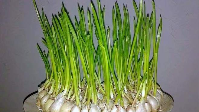 种植小妙招:蒜苗的生长史