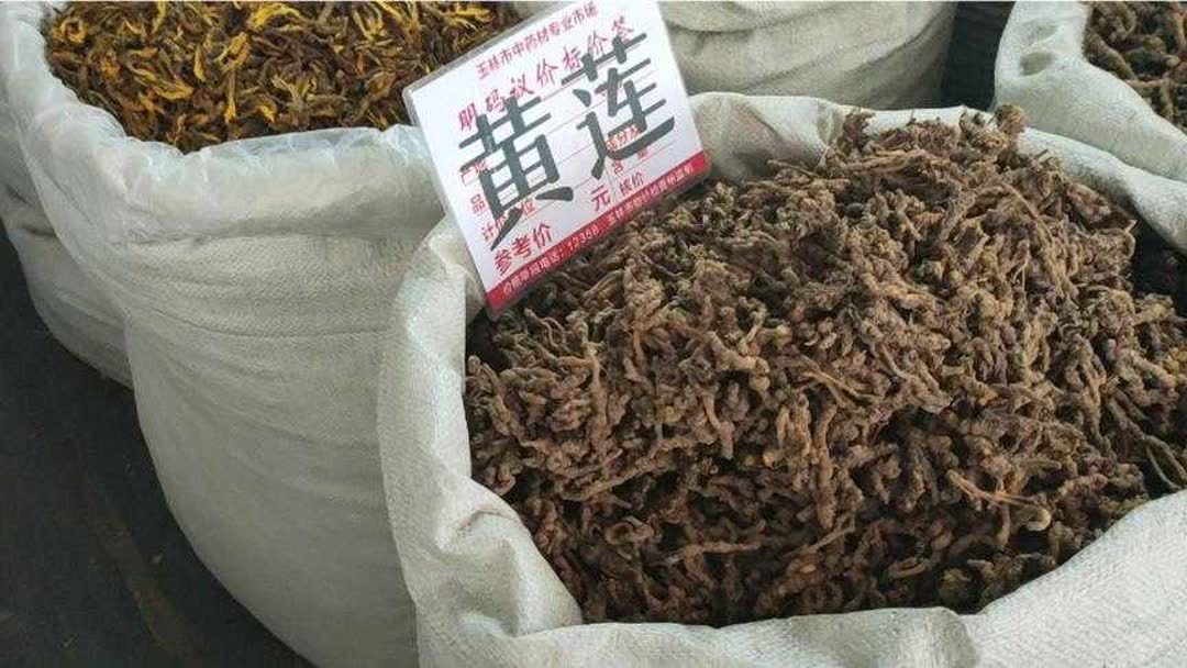 都说哑巴吃黄连,你知道黄连是什么样的吗?