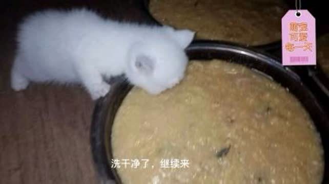 爱上"狗食"的波斯小猫
