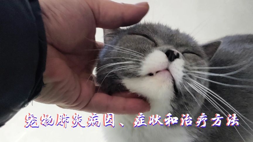 宠物小小感冒别不当回事,谨防发展成肺炎后悔莫及
