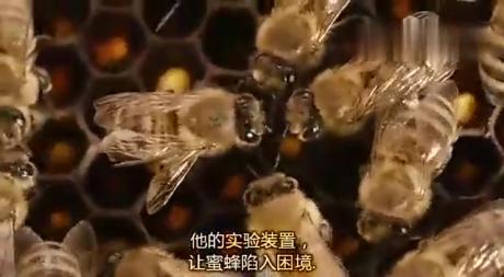 蜜蜂的舞蹈